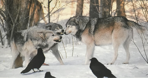 TRAIL OF THE WOLF – Cry Wild